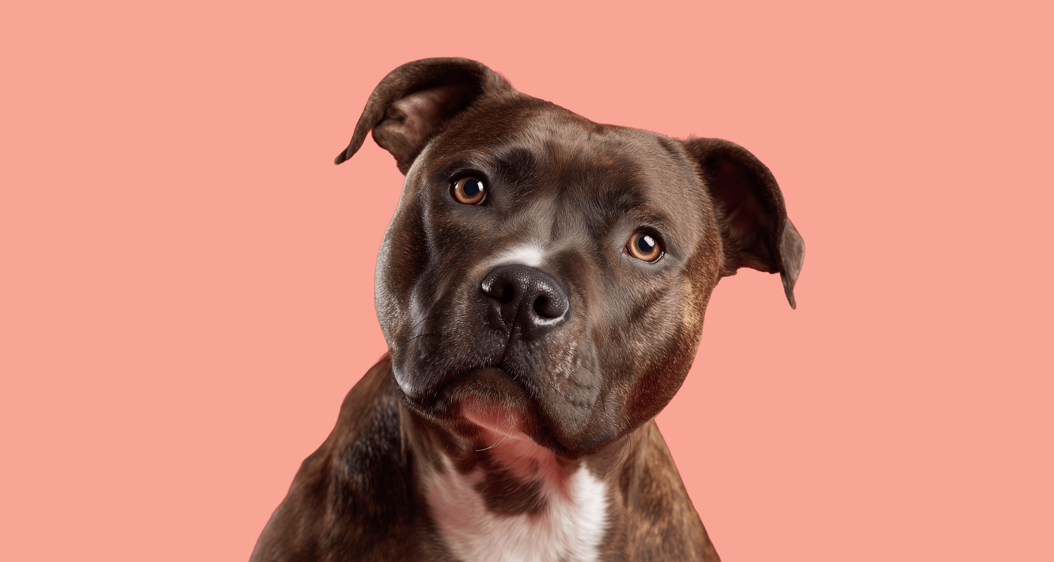 Dangerous Dog Breeds: Myths, Laws & Responsible Ownership – PetAmaze